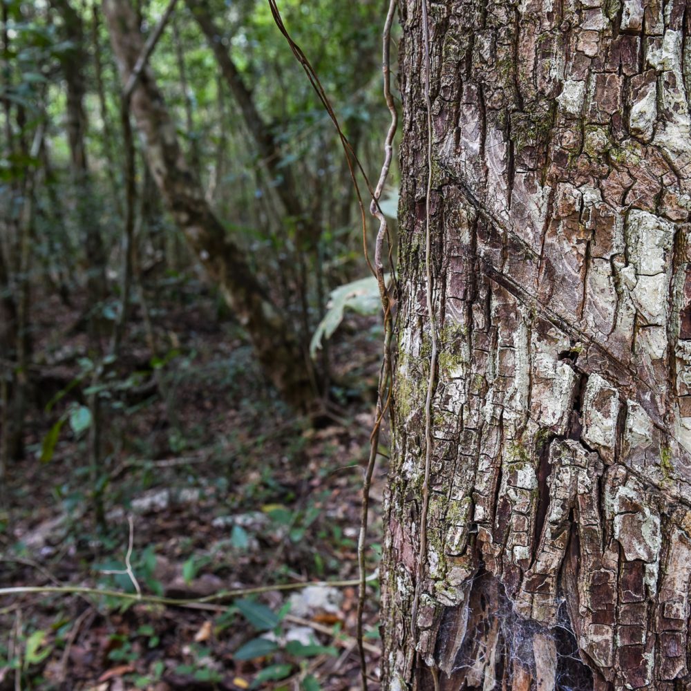 Árbol de chicozapote – ILovePM