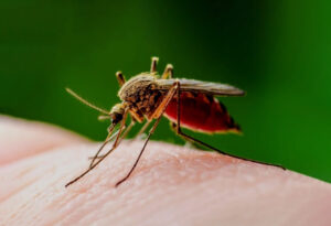 Mosca Chiclera – ILovePM